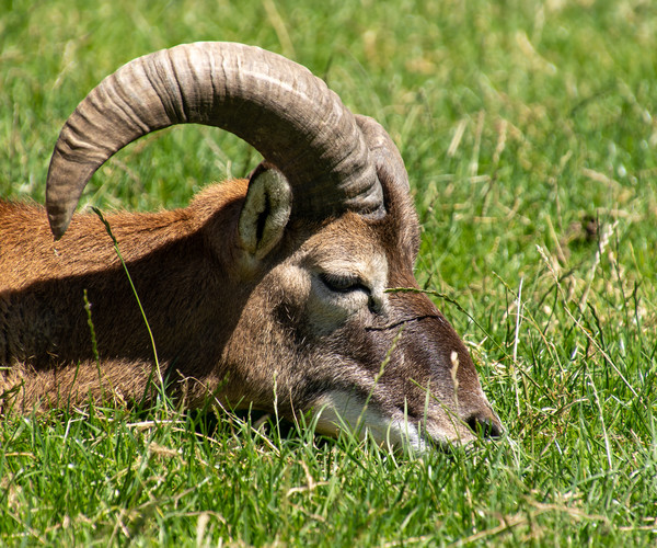 ArtStation - Wild Animal Reference Pack | Resources