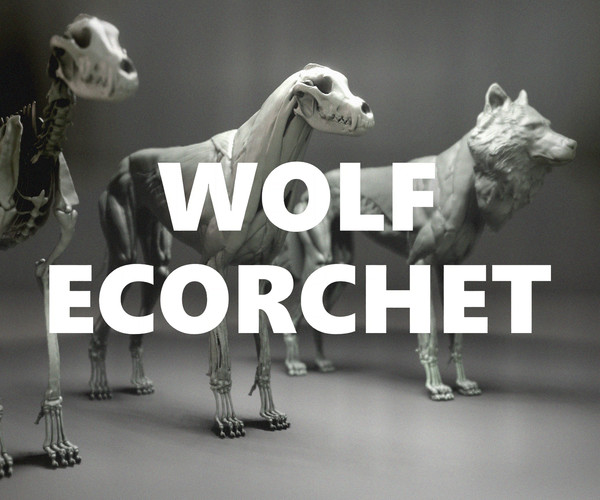 ArtStation - Wolf Ecorchet | Resources