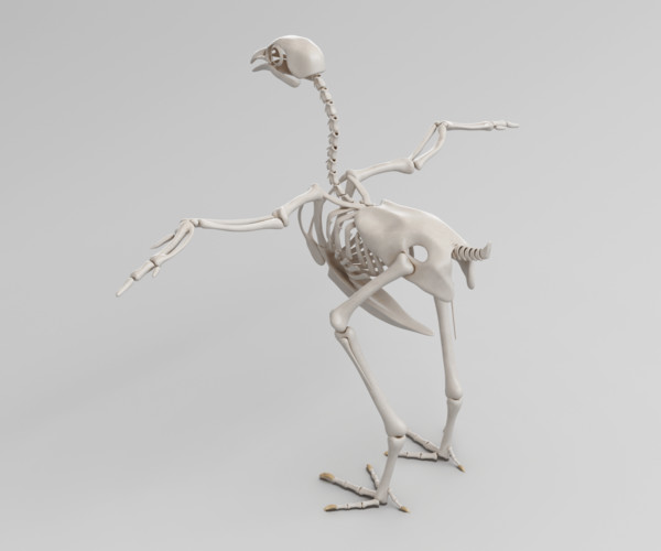 ArtStation - Chicken anatomy in T-pose for rigging 3D model | Resources