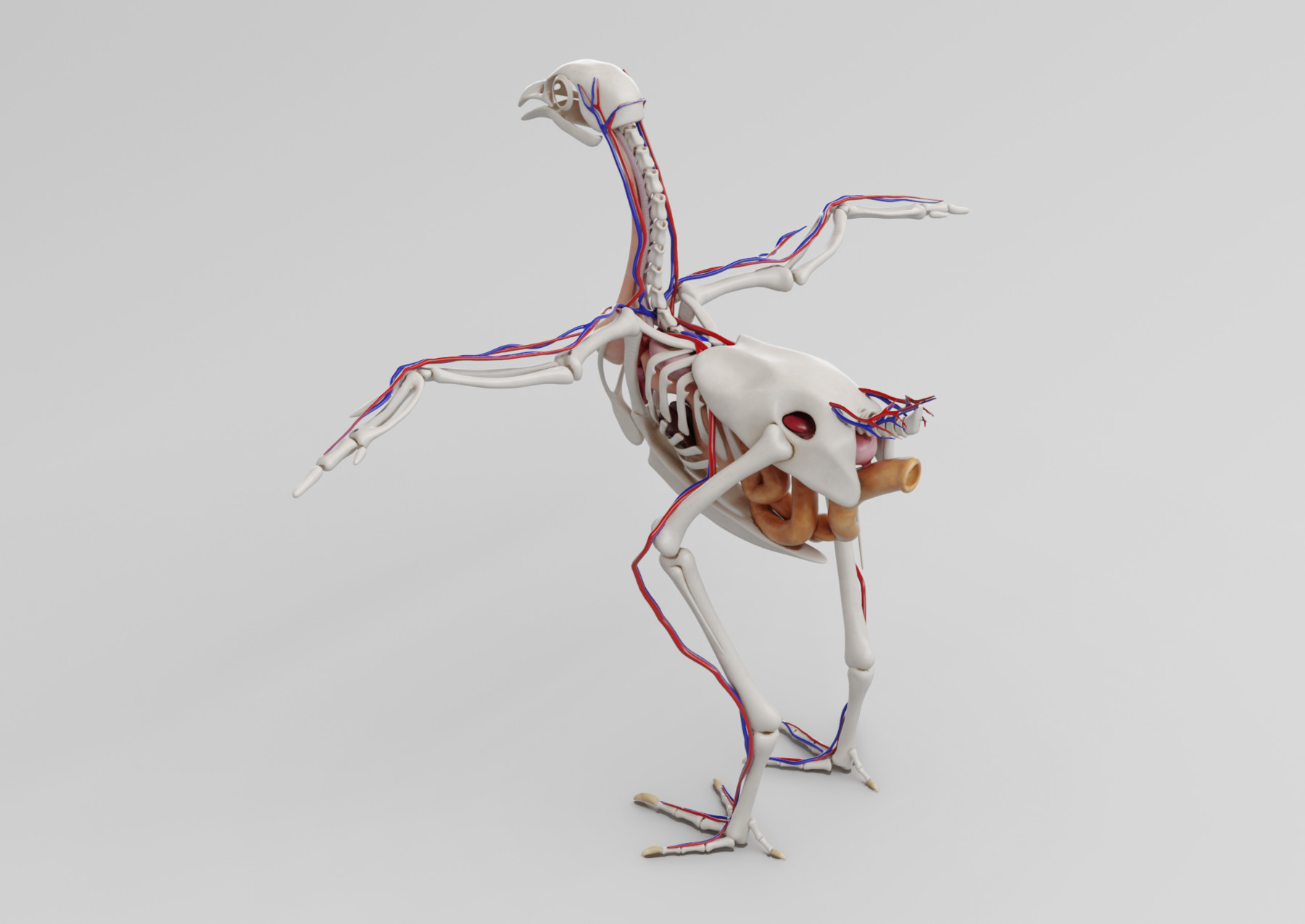ArtStation - Chicken anatomy in T-pose for rigging 3D model | Resources