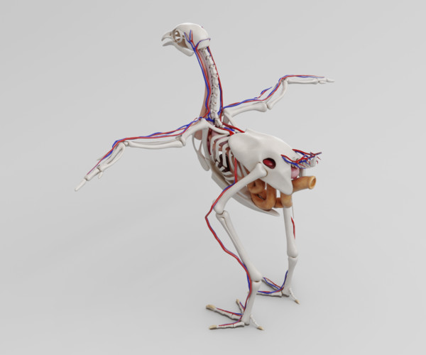 ArtStation - Chicken anatomy in T-pose for rigging 3D model | Resources