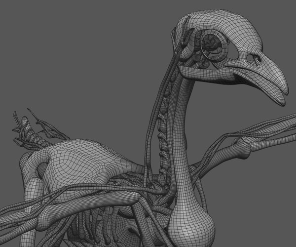 ArtStation - Chicken anatomy in T-pose for rigging 3D model | Resources