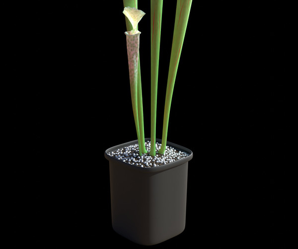 ArtStation - 3D Pitcher plant | Resources