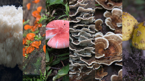 ArtStation - References: Assorted Fungi | Resources