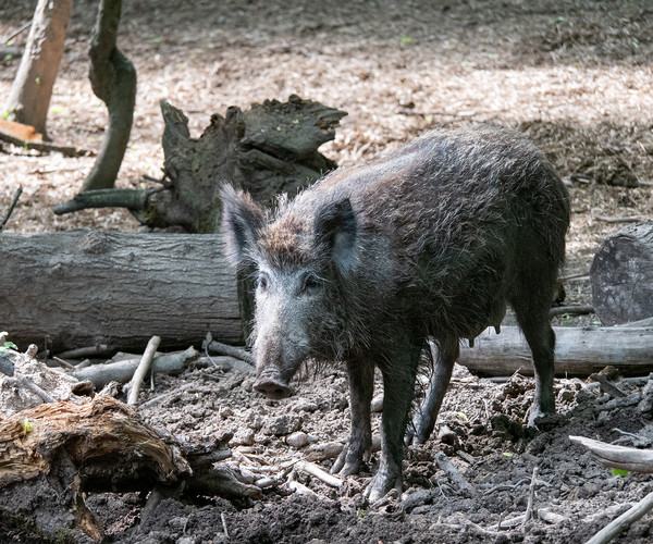 ArtStation - Wild Boar / Pig - Reference Pack | Resources