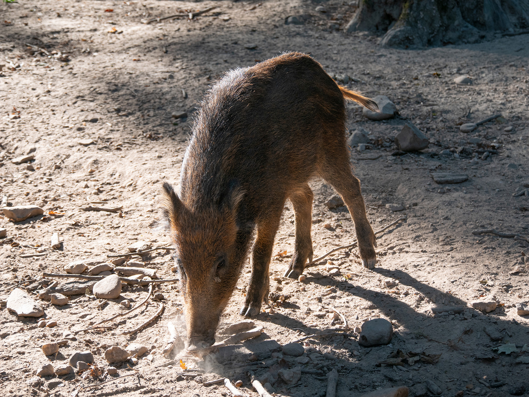 ArtStation - Wild Boar / Pig - Reference Pack | Resources