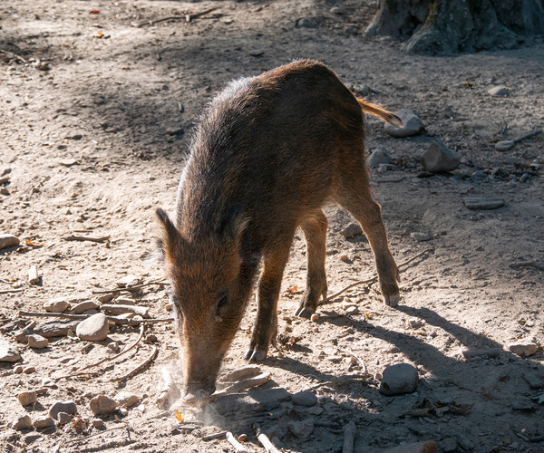 ArtStation - Wild Boar / Pig - Reference Pack | Resources