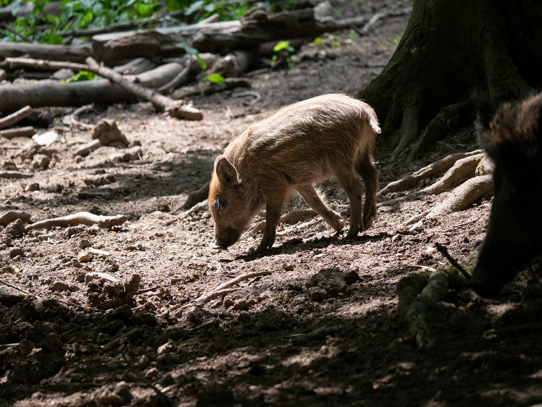 ArtStation - Wild Boar / Pig - Reference Pack | Resources