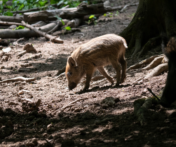 ArtStation - Wild Boar / Pig - Reference Pack | Resources