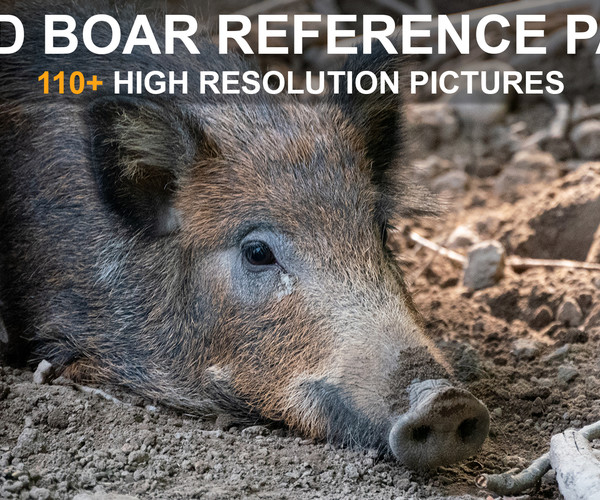 ArtStation - Wild Boar / Pig - Reference Pack | Resources