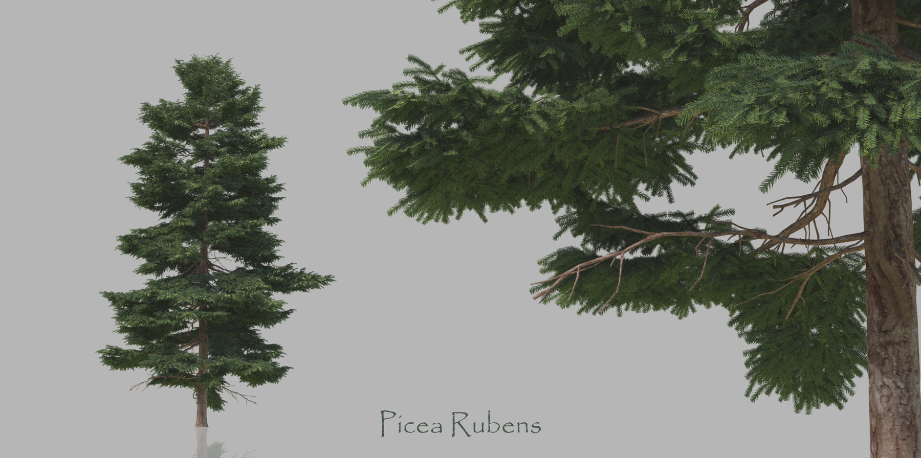 ArtStation - Conifer Trees Pack | Game Assets