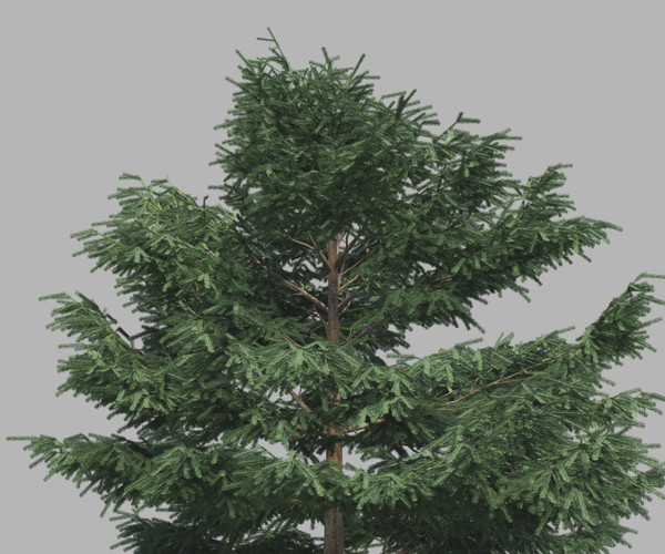 ArtStation - Conifer Trees Pack | Game Assets