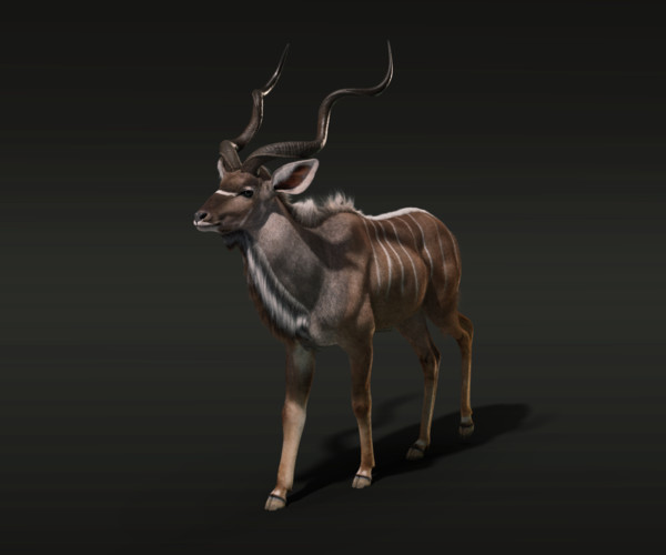 ArtStation - 3D Animal | Greater Kudu Male Animated | Resources