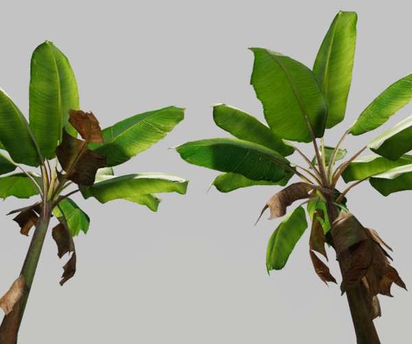 ArtStation - Banana Tree | Game Assets