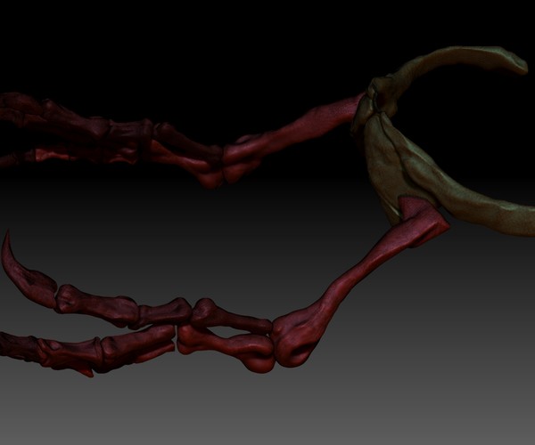 ArtStation - Dinosaur Spinosaurus Arm Skeletons Set | Game Assets