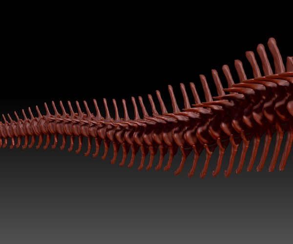 ArtStation - Spinosaurus Tail Skeletons Set | Game Assets