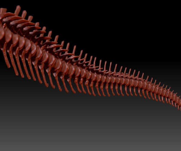 ArtStation - Dinosaur Spinosaurus Tail Skeletons Set | Game Assets