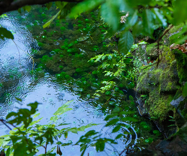 ArtStation - Chinese Garden - Shi Zi Lin | 狮子林 | Resources