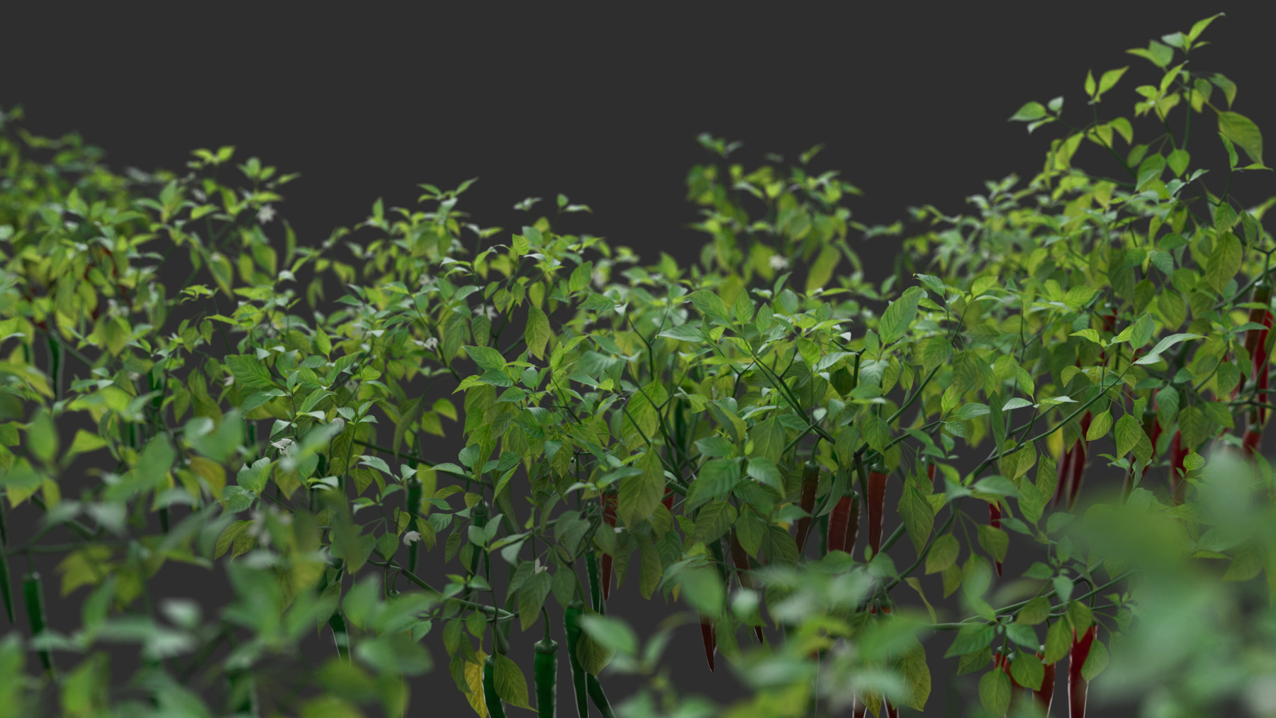 ArtStation - 3D Chilli Collection vol02 | Resources