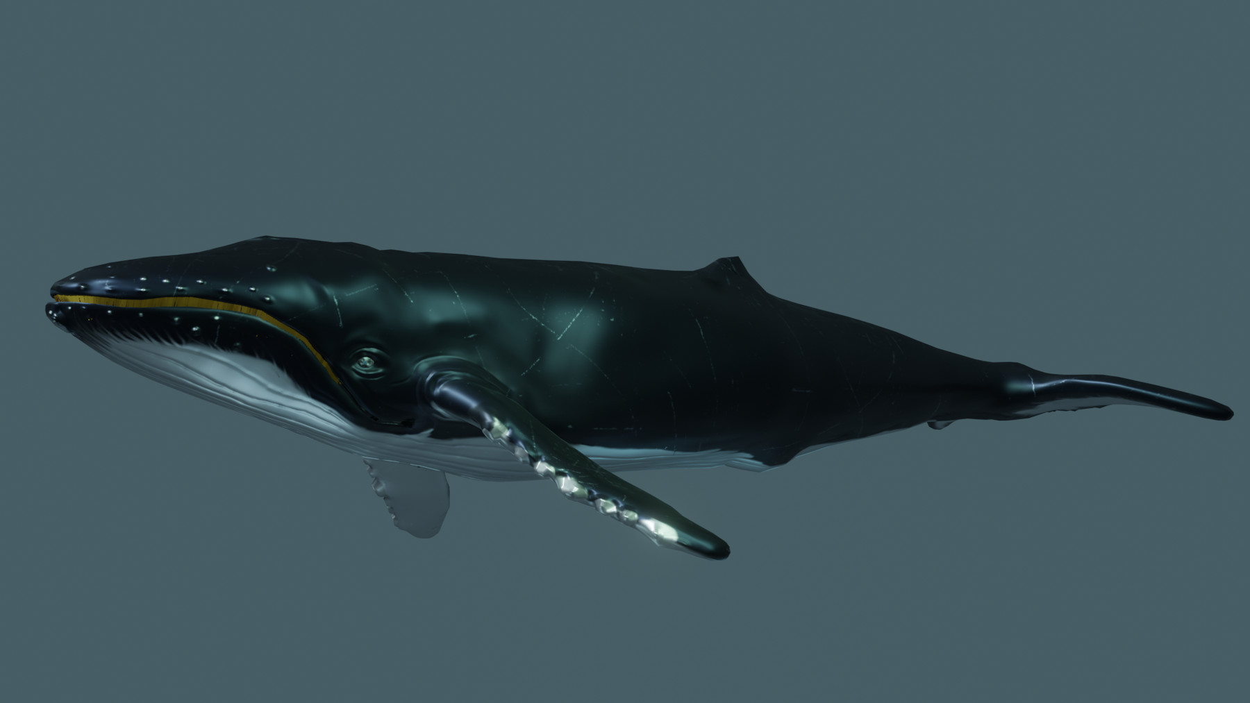 ArtStation - Humpback Whale | Game Assets
