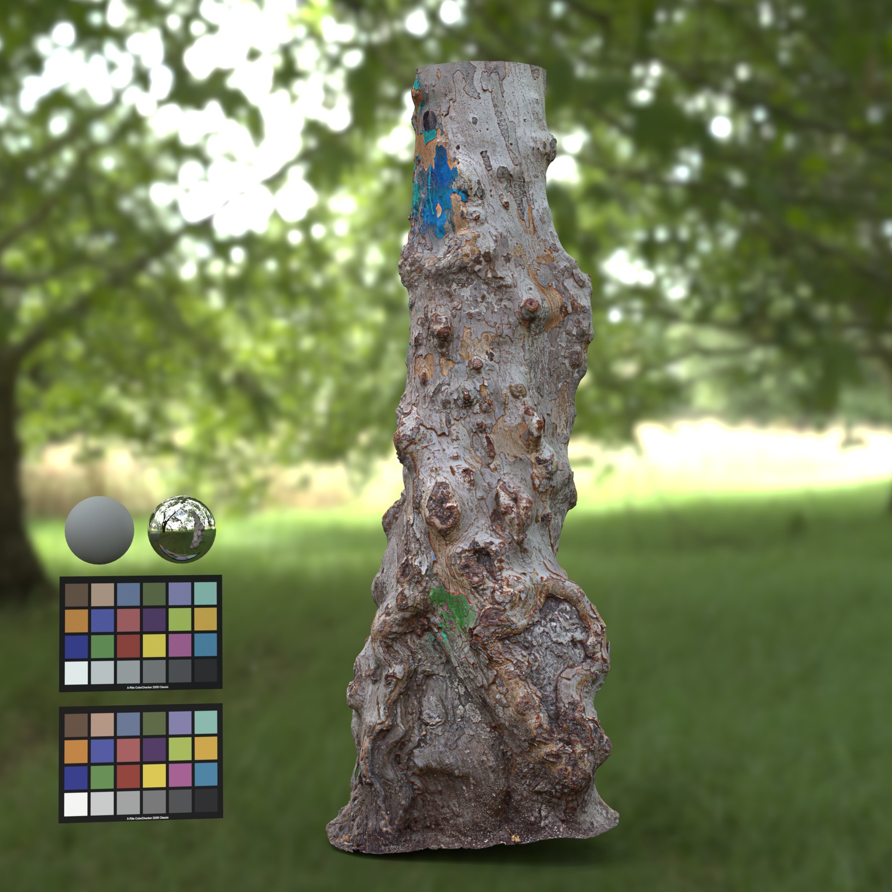 ArtStation - Camphor_tree_Photogrammetry | Resources