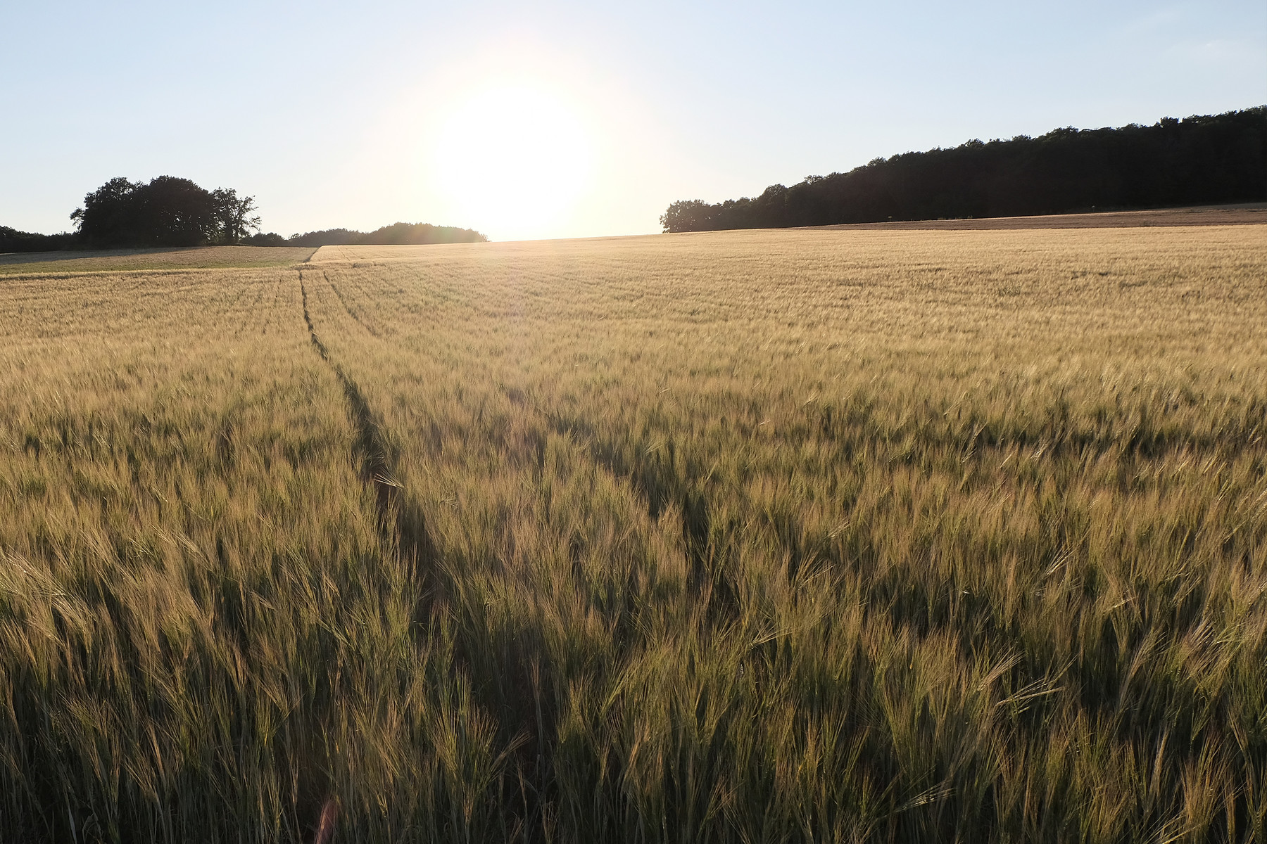 ArtStation - Fields | Resources