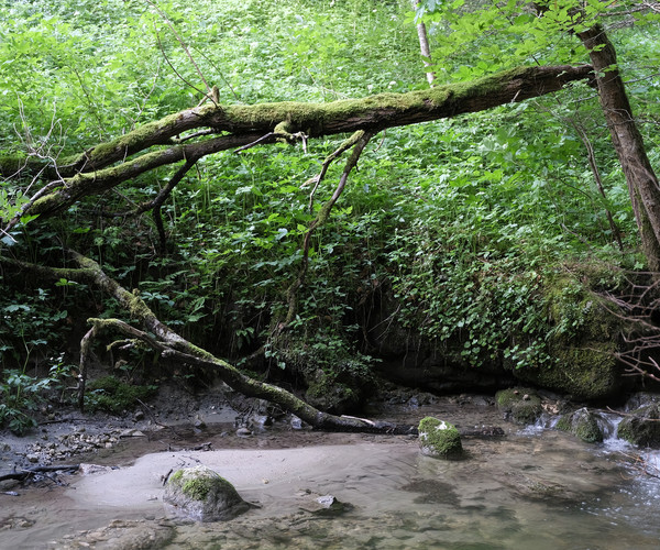 ArtStation - Forest Exploration | Resources