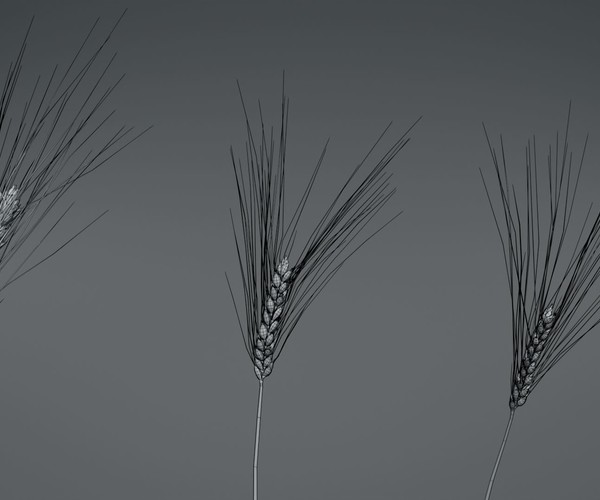 ArtStation - 3D Barley Collection vol02 | Resources