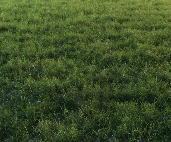 ArtStation - 3D Grass Collection vol01 | Resources