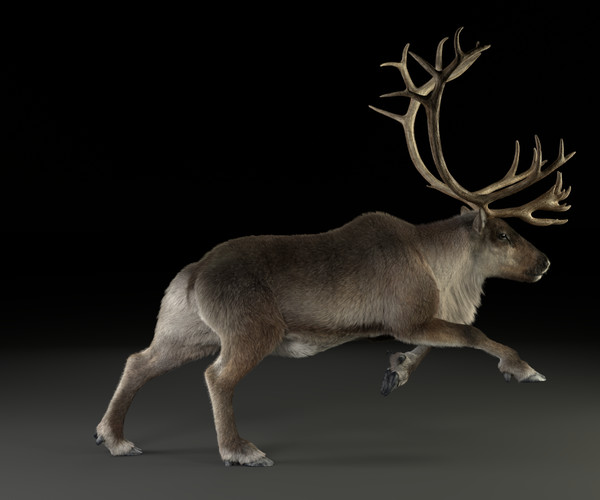 ArtStation - 3D Animal | ReinDeer Male/Female Animated | Resources