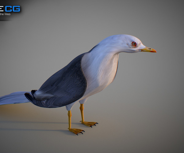 ArtStation - Animated Seagull | Game Assets