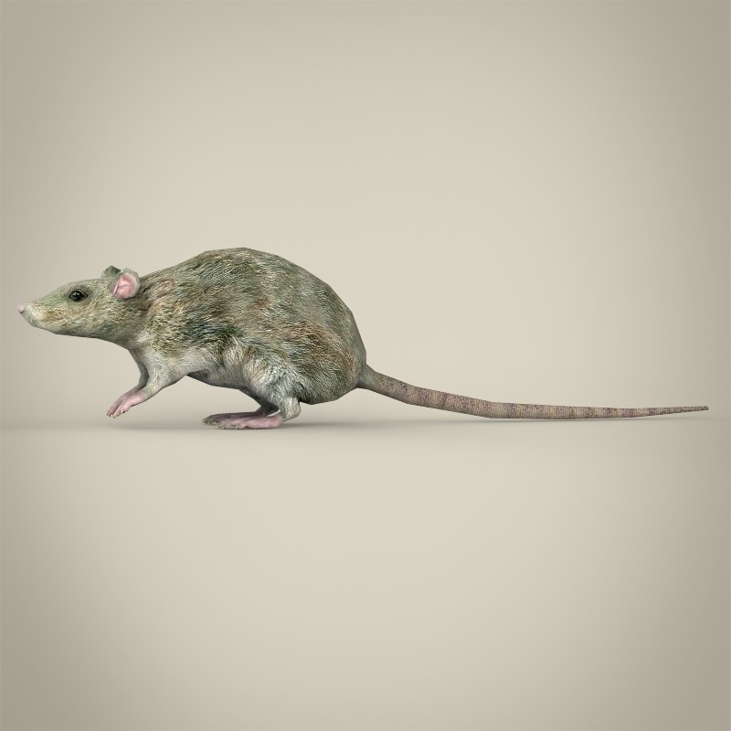 ArtStation - Low Poly Rat 3D Model | Game Assets