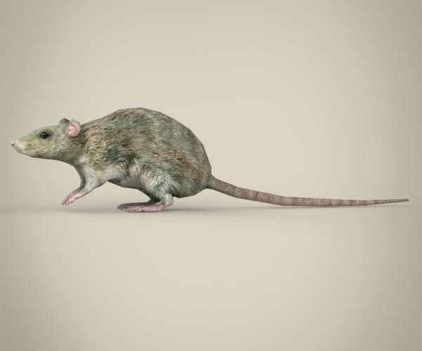 ArtStation - Low Poly Rat 3D Model | Game Assets