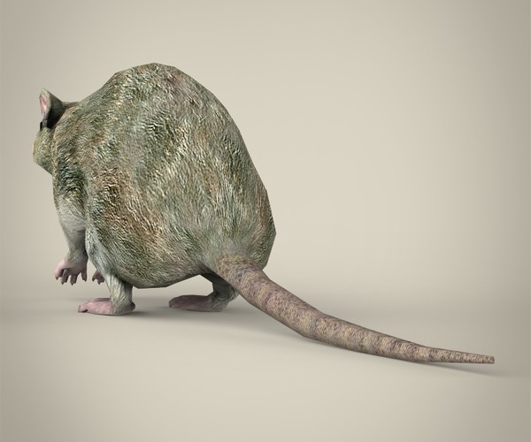 ArtStation - Low Poly Rat 3D Model | Game Assets