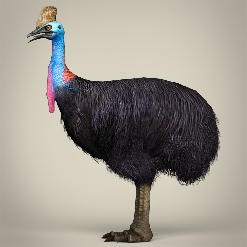 ArtStation - Low Poly Cassowary 3D Model | Game Assets