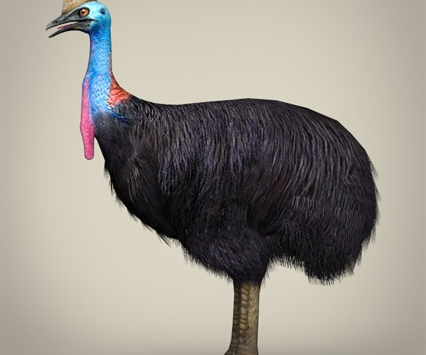 ArtStation - Low Poly Cassowary 3D Model | Game Assets
