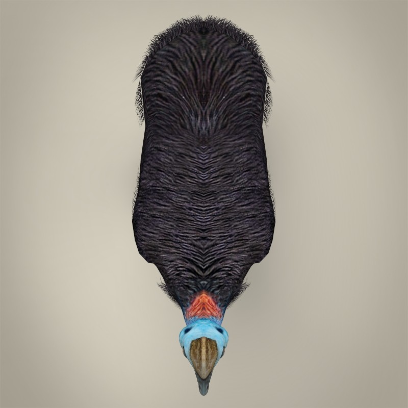 ArtStation - Low Poly Cassowary 3D Model | Game Assets