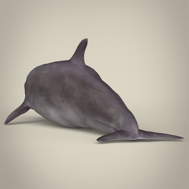 ArtStation - Low Poly Dolphin 3D Model | Game Assets