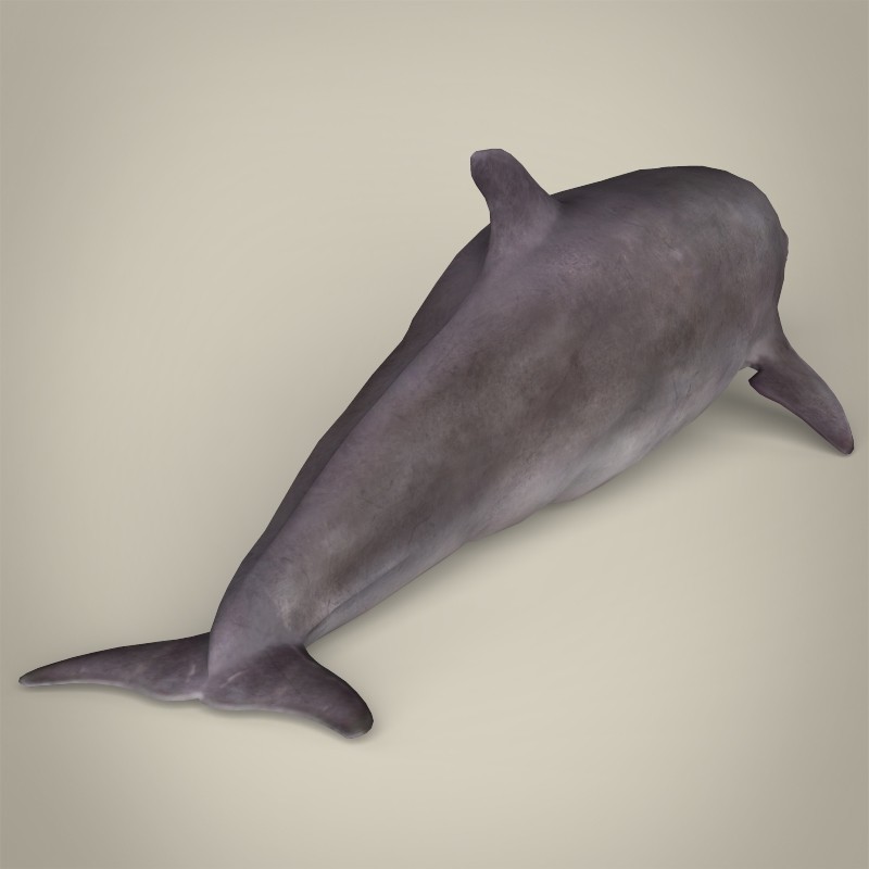 ArtStation - Low Poly Dolphin 3D Model | Game Assets