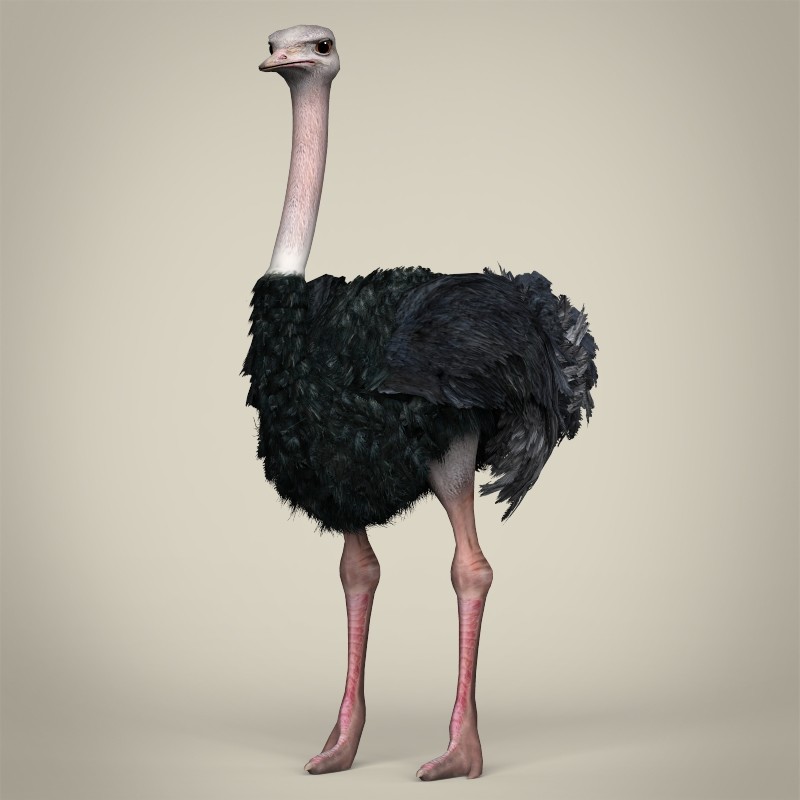 ArtStation - Low Poly Ostrich 3D Model | Game Assets