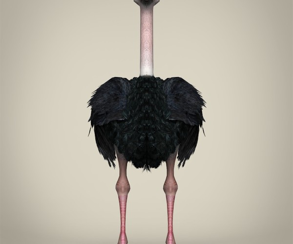 ArtStation - Low Poly Ostrich 3D Model | Game Assets