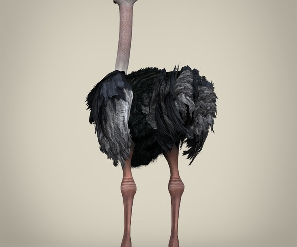 ArtStation - Low Poly Ostrich 3D Model | Game Assets