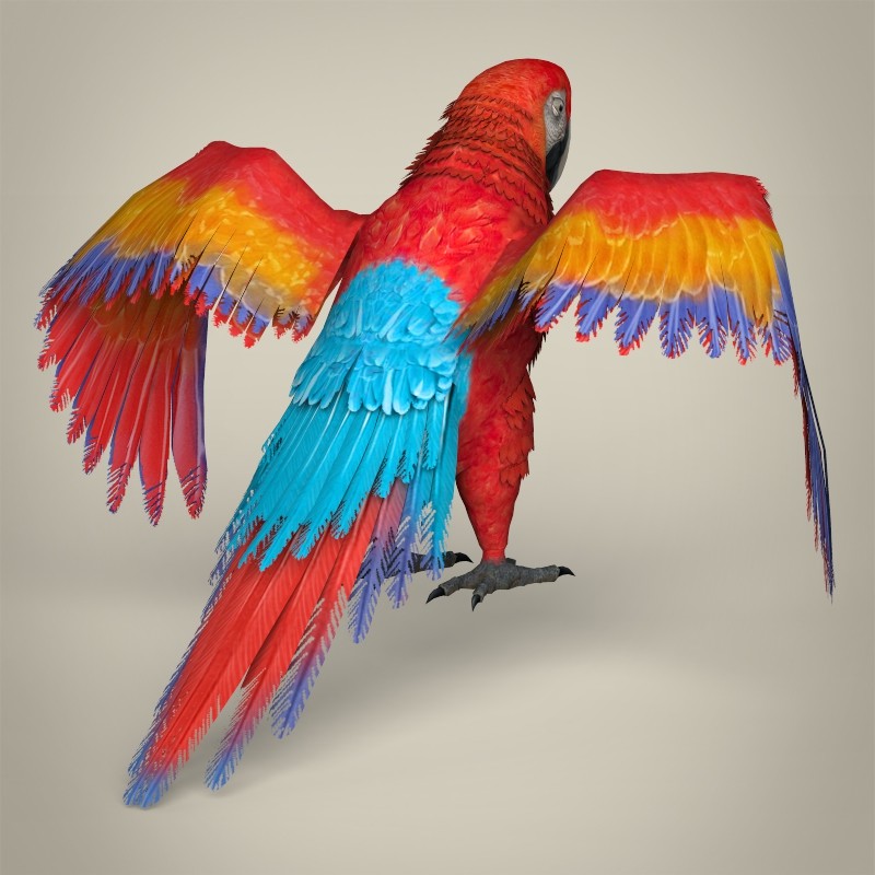 ArtStation - Low Poly Parrot 3D Model | Game Assets
