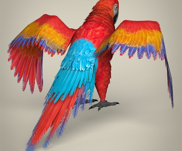 ArtStation - Low Poly Parrot 3D Model | Game Assets