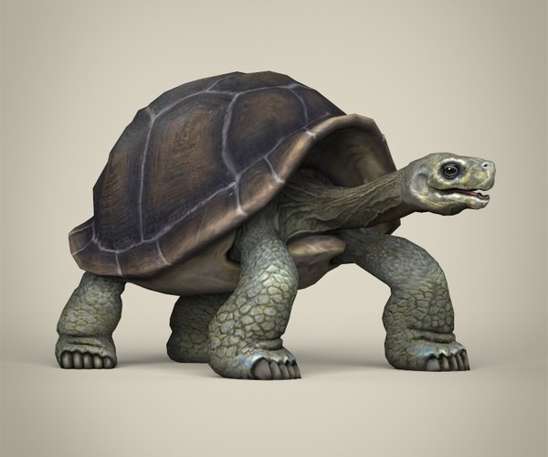 ArtStation - Low Poly Tortoise 3D Model | Game Assets