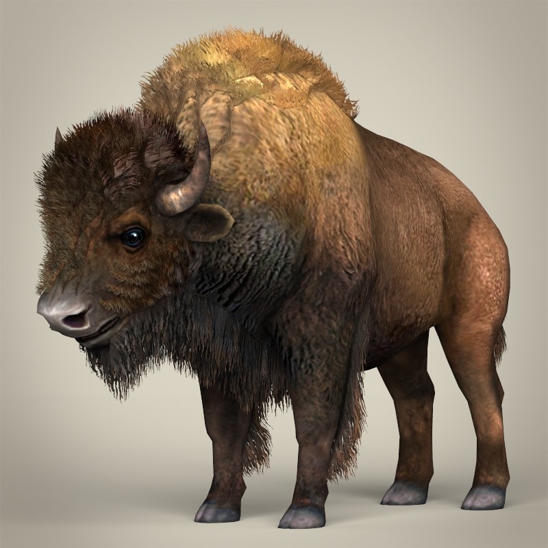 ArtStation - Low Poly Montana Buffalo 3D Model | Game Assets
