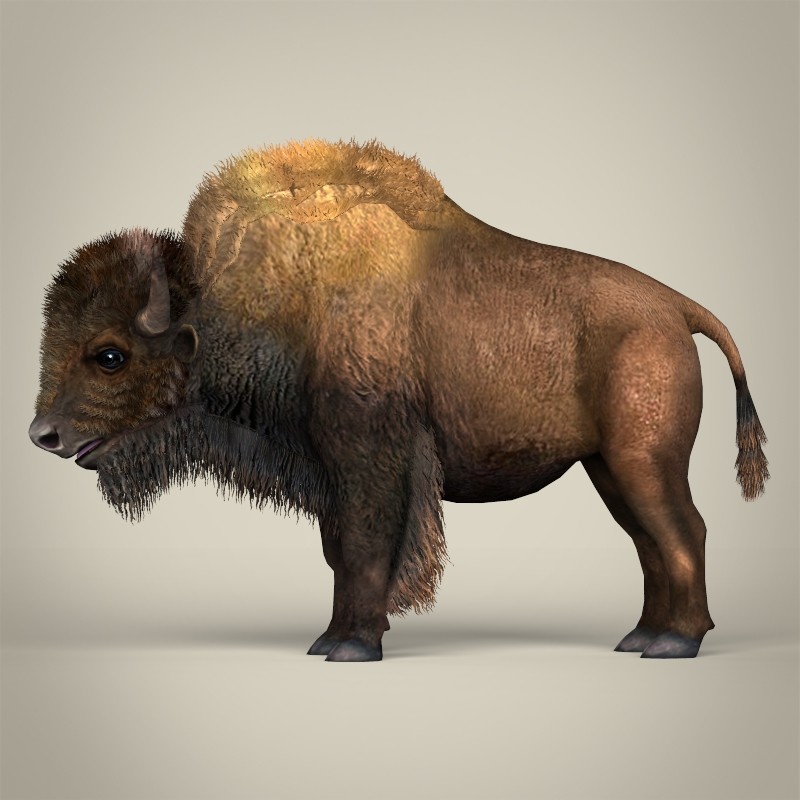ArtStation - Low Poly Montana Buffalo 3D Model | Game Assets