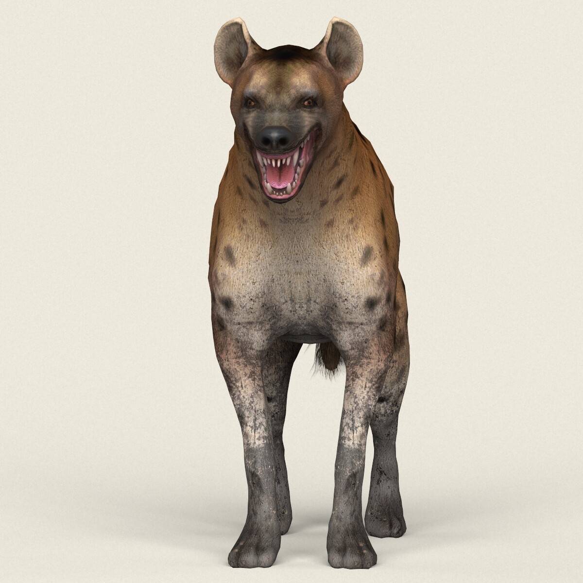 ArtStation - Hyena Low Poly PBR Ready 3D Model | Game Assets