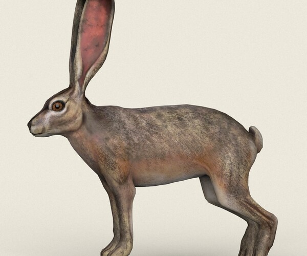 ArtStation - Rabbit Low Poly PBR Ready 3D Model | Game Assets