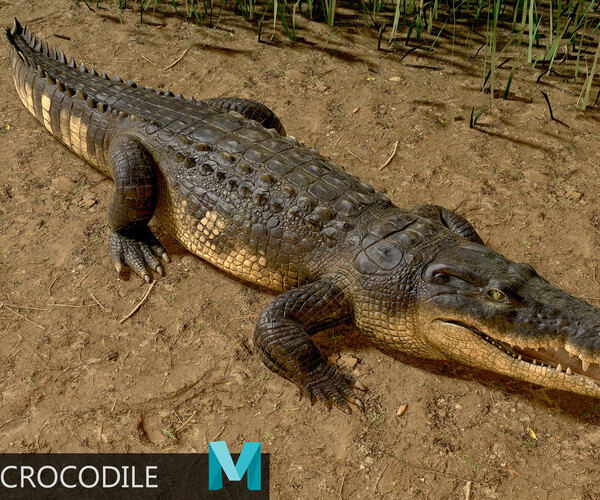 ArtStation - Realistic Crocodile Rig | Resources